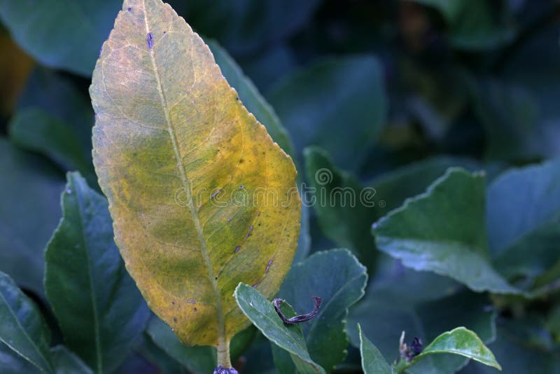 Yellowing Citrus Leaf on a Green Tree Stock Photo - Image of outdoor ...