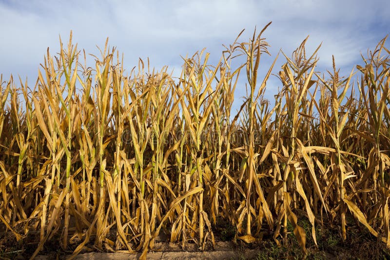 Corn Stem Section stock photo. Image of plant, corn, stem - 49581690