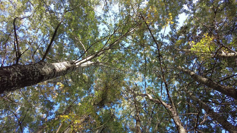 Tree Crown Taken in Autumn with Yellowing Leaves Stock Footage - Video ...
