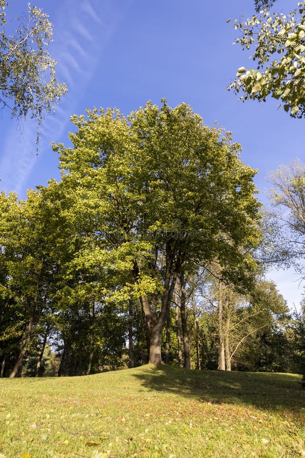 Yellowing Foliage on Maples in Autumn Weather Stock Photo - Image of ...