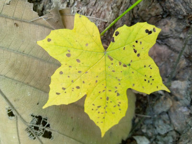 A Yellowing Leaf Against a Background of Soil and Dry Teak Leaves Stock ...