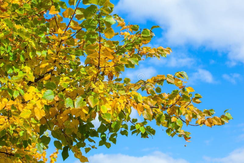 Yellowing Leaves on the Branches of a Linden Tree on Blue Sky ...