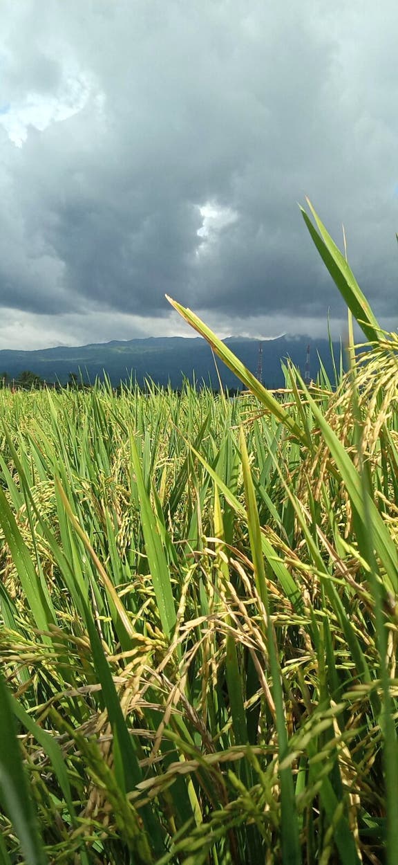 Yellowing Rice Plants Under a Cloudy Sky Stock Image - Image of rice ...