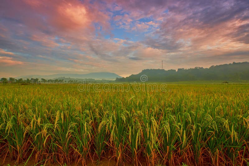 Beautiful Sunrise on the Ricefields Stock Photo - Image of bluesky ...