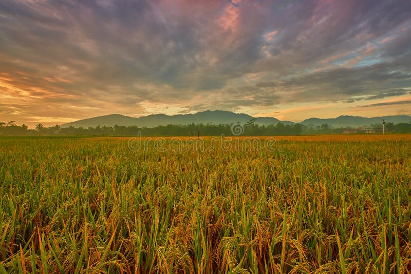 Beautiful Sunrise on the Ricefields Stock Image - Image of food ...