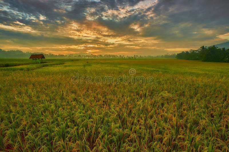 Beautiful Sunrise on the Ricefields Stock Photo - Image of rice ...