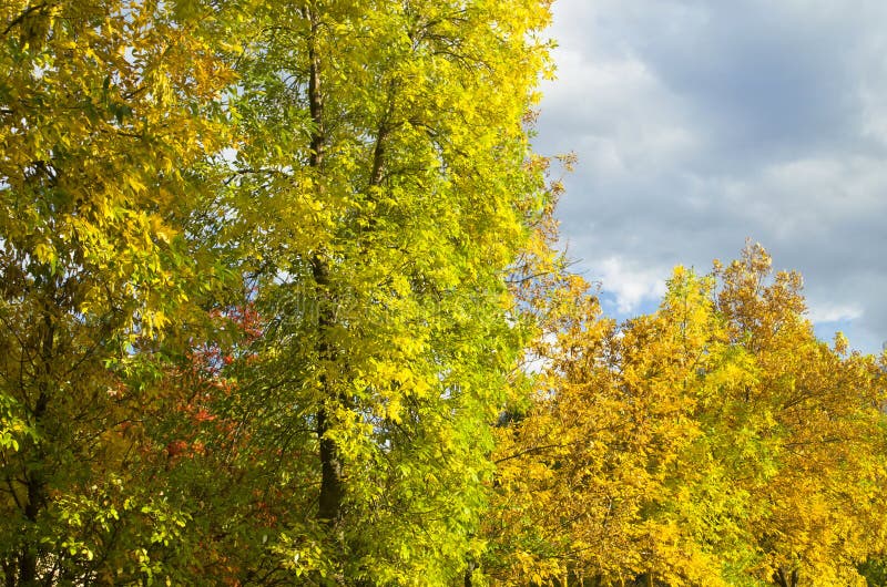 Yellowing trees in autumn stock image. Image of clouds - 59552709