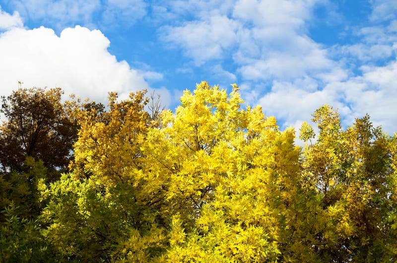 Yellowing Autumn Trees Against The Bright Blue Sky Stock Image - Image ...