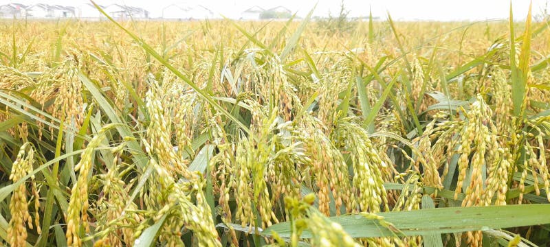 A Yellowing View of a Rice or Oryza Sativa (Latin) Plant Stock Photo ...