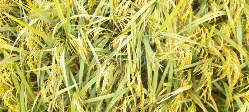 A Yellowing View of a Rice or Oryza Sativa (Latin) Plant Stock Image - Image of tree, sativa ...