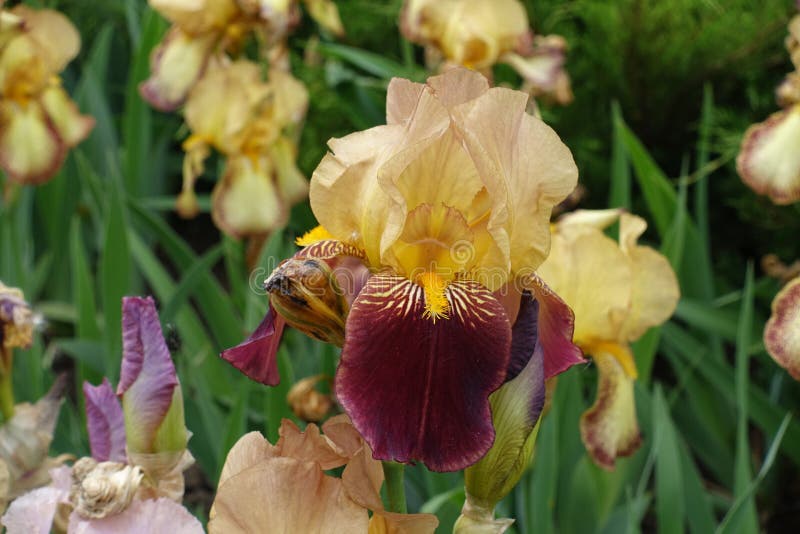 Yellowish Beige and Maroon Flower of Iris Germanica Stock Photo - Image ...
