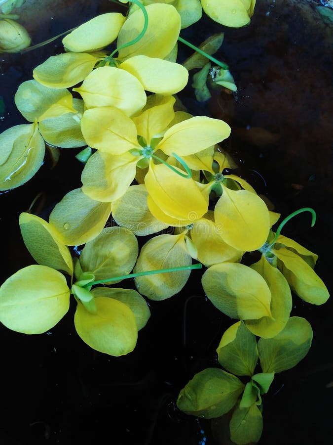 Yellowish Flower stock photo. Image of yellowish, flowers - 118414276