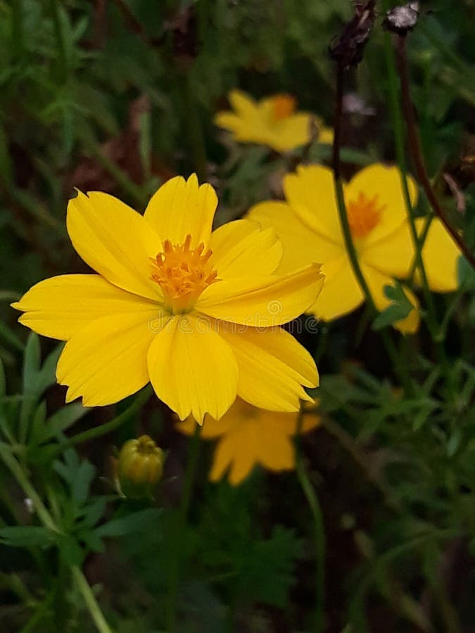 Yellowish Flower with Green Leaves Stock Image - Image of petal, food ...