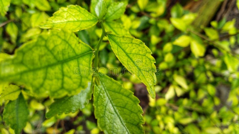 The Yellowish-green Front Leaves of the House Stock Image - Image of ...