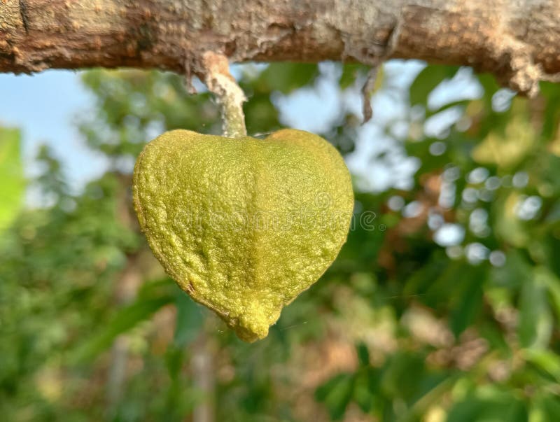 The Yellowish Green Soursop Fruit Usually Has a Shell Stock Image ...