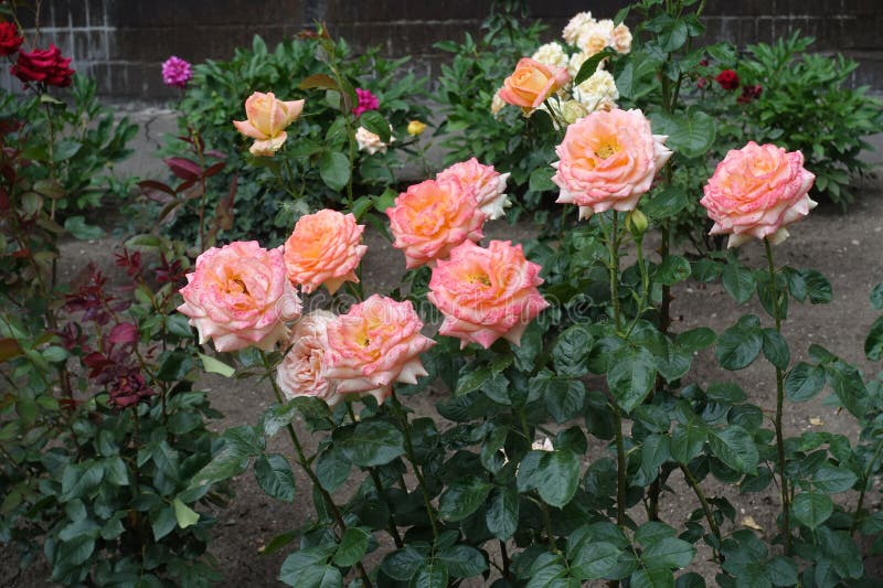 Yellowish Pink Flowers of Roses in June Stock Photo - Image of bloom ...