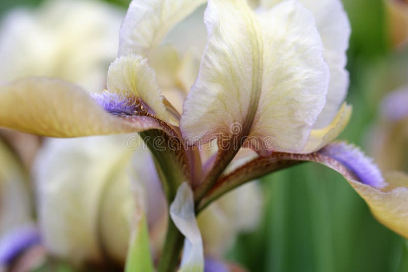 Yellowish Rusty Low Iris Close Up. from the Bottom. Horizontal Photo ...