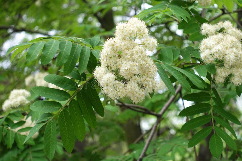 Yellowish White Flowers of European Rowan in May Stock Photo - Image of ...