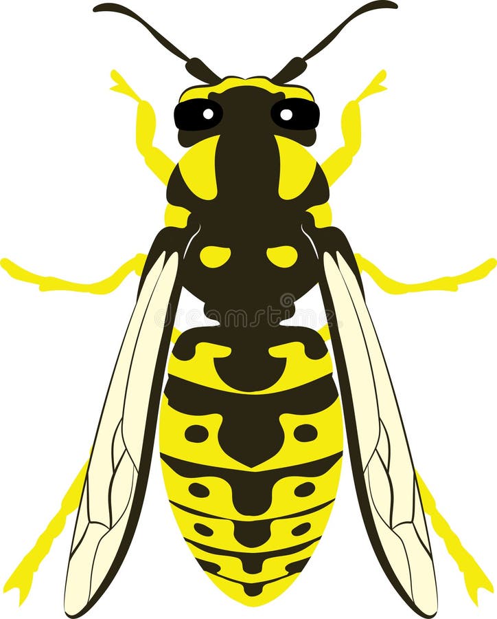 Yellowjacket stock vector. Illustration of bumblebee - 255524296
