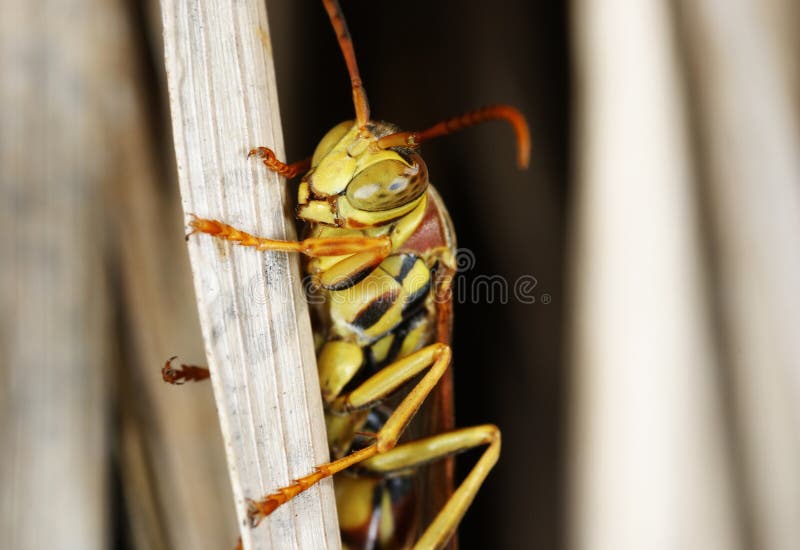 Yellowjacket macro stock photo. Image of legs, wings - 12016804