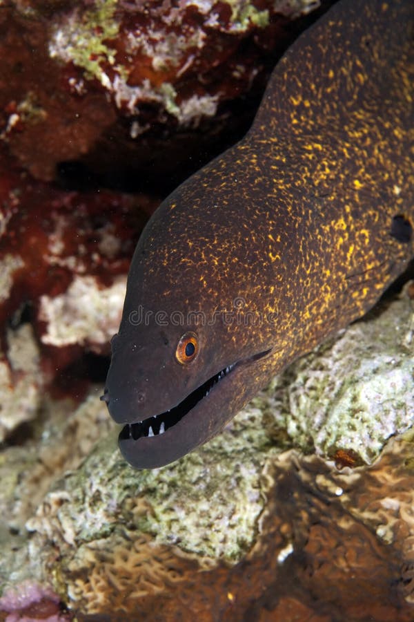 Yellowmargin moray stock image. Image of submerged, fish - 11435293