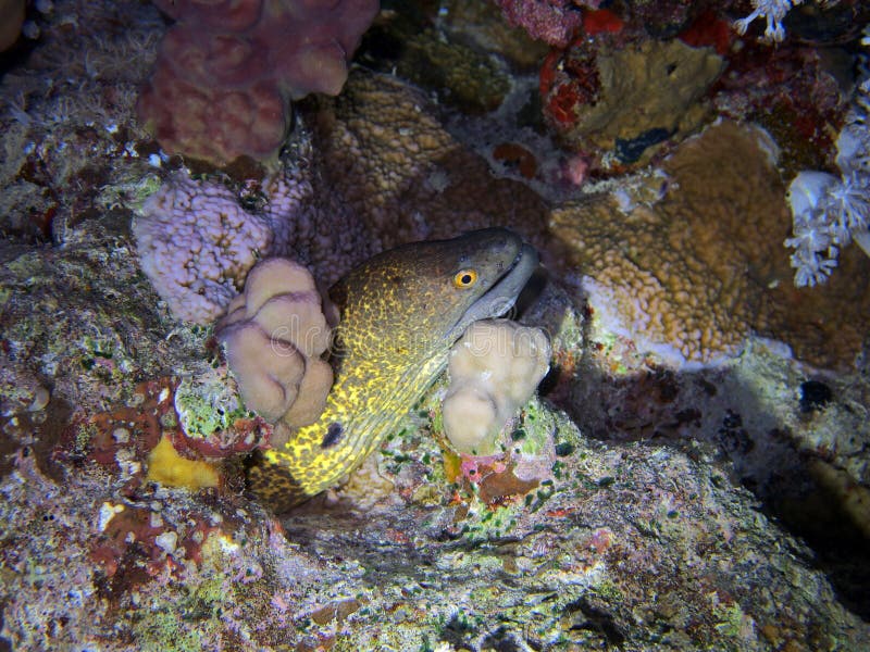 Yellowmargin Moray Eel in Red Sea Stock Photo - Image of underwater ...