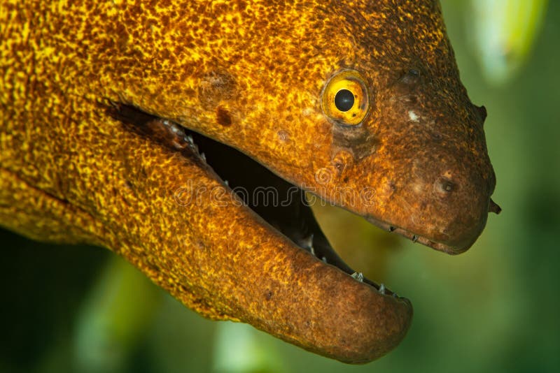 Yellowmargin moray fish stock photo. Image of diving - 220895522