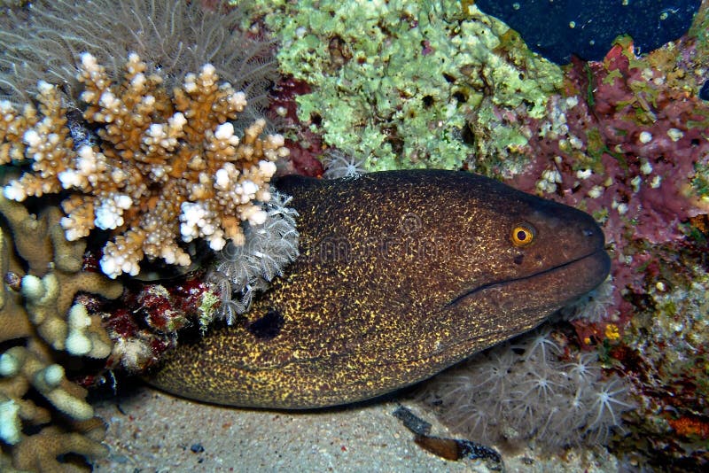 Yellowmargin moray stock image. Image of underwater, coral - 87319223