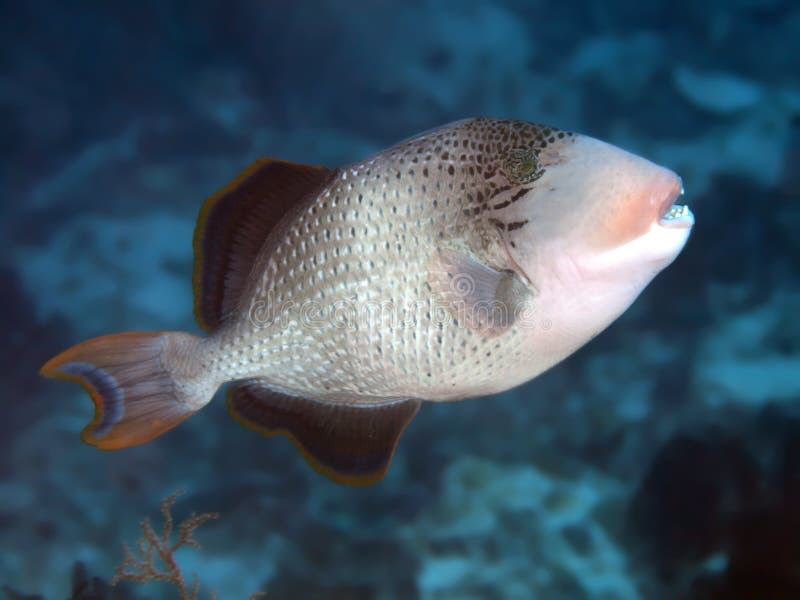 Yellowmargin triggerfish stock photo. Image of life, diving - 36377986