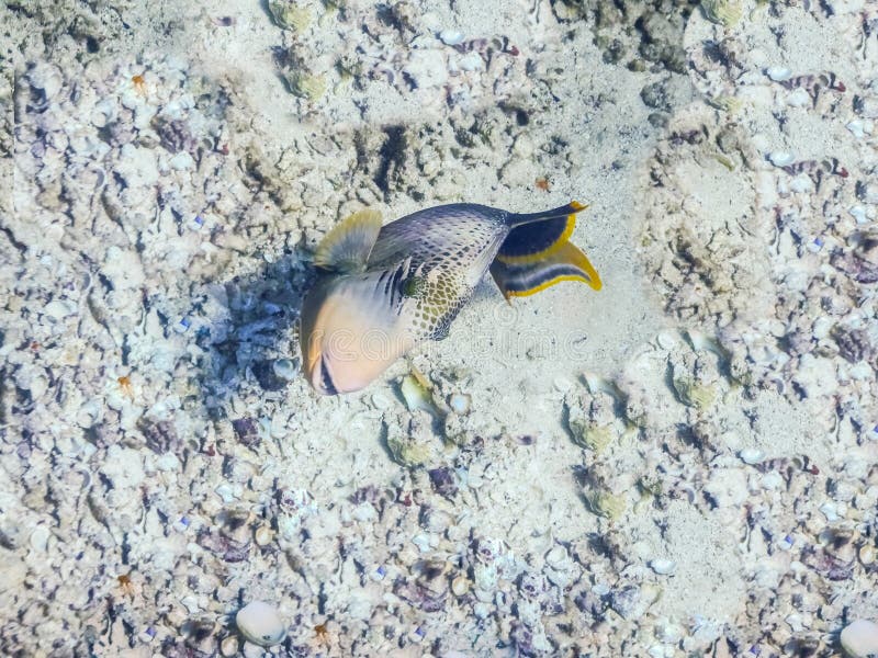 Yellowmargin Triggerfish at the Gray Seabed with Many Shells Stock ...