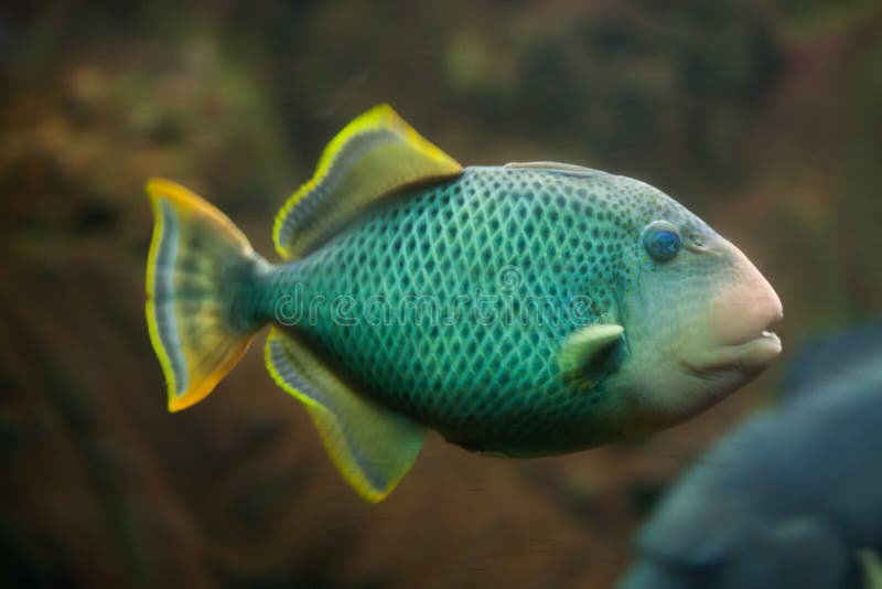 Yellowmargin Triggerfish Pseudobalistes Flavimarginatus. Stock Image ...