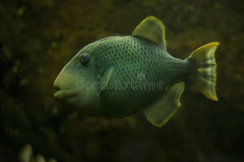 The Yellowmargin Triggerfish Pseudobalistes Flavimarginatus. Stock ...