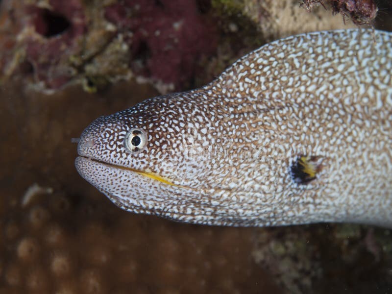 Yellow-mouthed moray eel stock image. Image of diving - 33094265