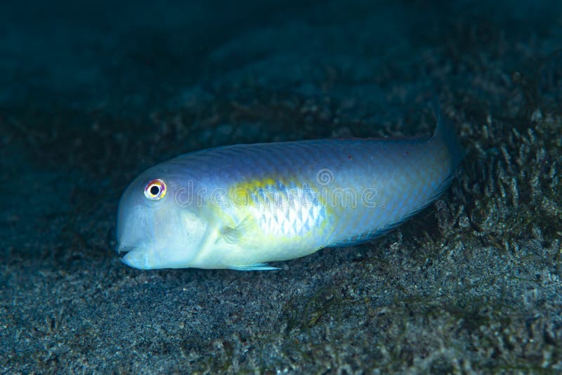Yellowpatch Razorfish Iniistius Melanopus Stock Image - Image of ...