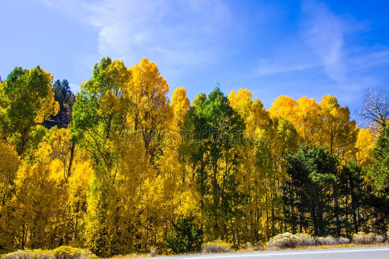 Yellows of Fall with Changing Colors of Trees Stock Photo - Image of ...