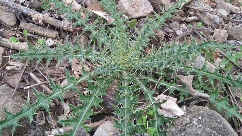 Yellowspine Thistle Plant on the Ground Stock Photo - Image of tree ...