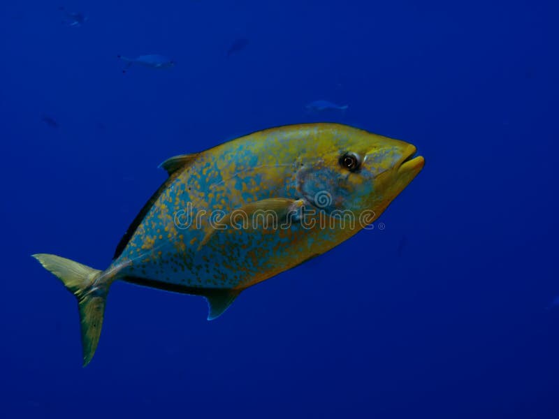 Yellowspotted Trevally stock afbeelding. Image of hefboom - 37225035
