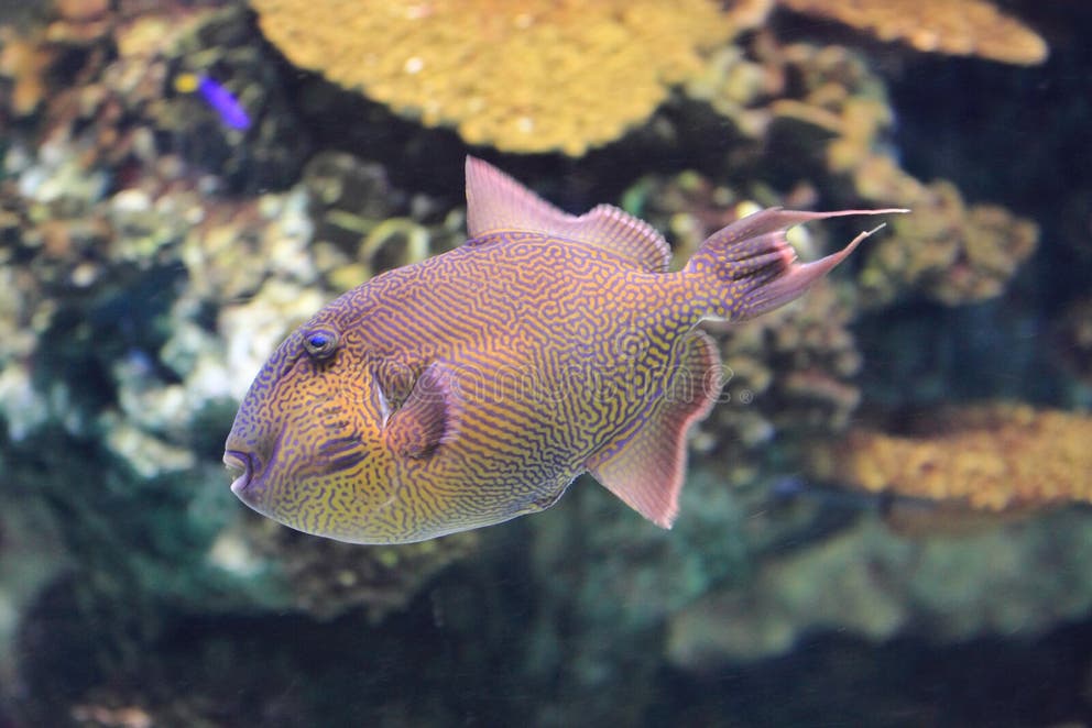 Yellowspotted triggerfish stock photo. Image of triggerfish - 46043720