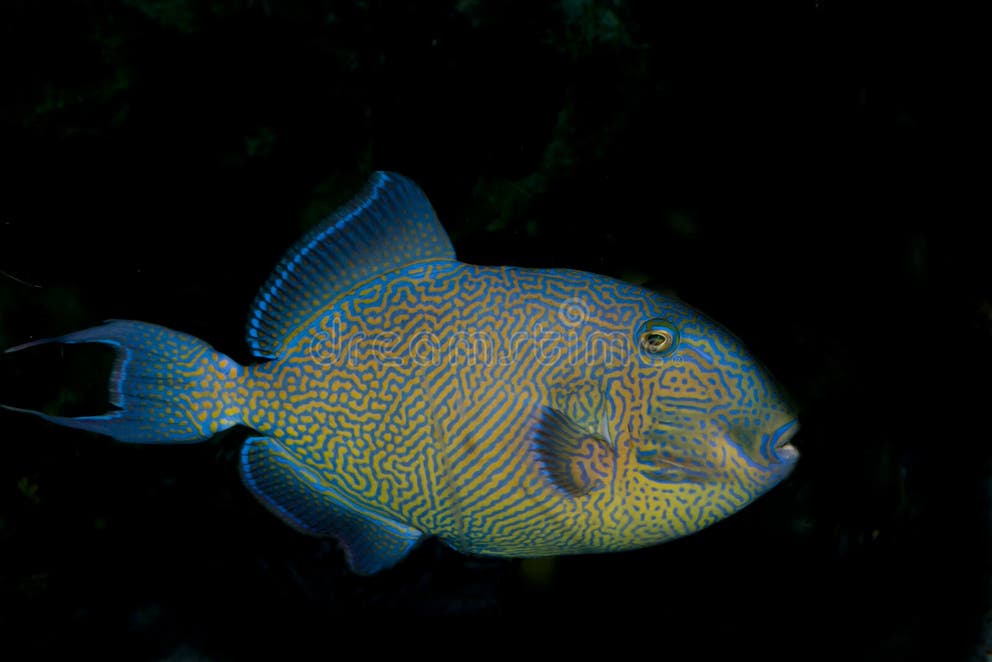 Yellowspotted Triggerfish (Pseudobalistes Fuscus) Stock Photo - Image ...