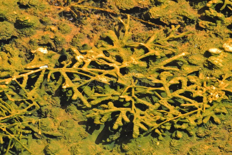 Yellowstone Bacteria in a River Stock Photo - Image of stream ...