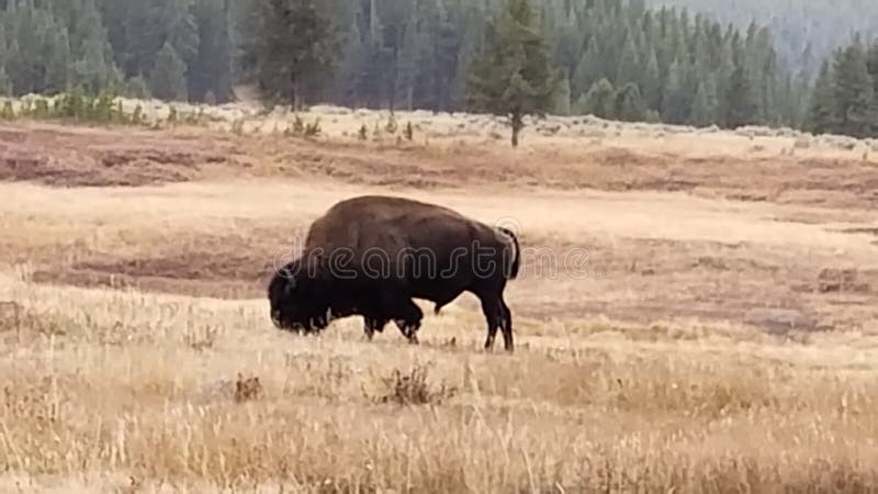 Yellowstone Beautiful Bison Stock Photo - Image of bovine, wildlife ...