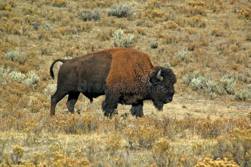 Yellowstone Bison in the Fall Stock Image - Image of animals, wild ...