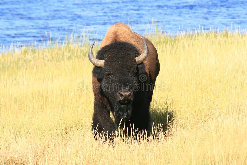 Yellowstone Buffalo stock photo. Image of hoofed, horned - 3600936