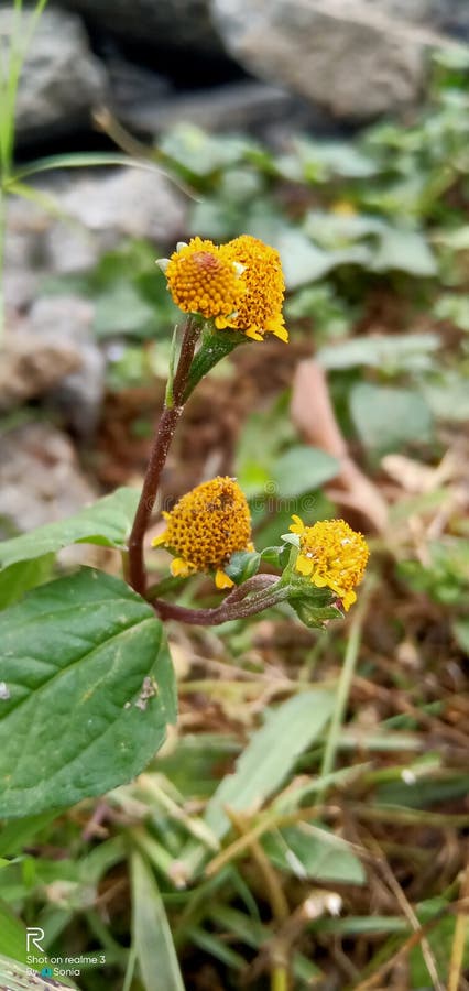 Yellowstone flowers , stock photo. Image of flower, yellowstone - 183665352