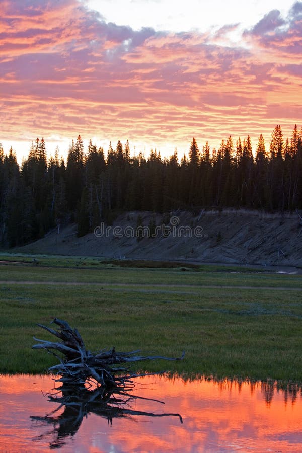 Yellowstone Lake Sunrise Reflections with Stump Stock Photo - Image of ...