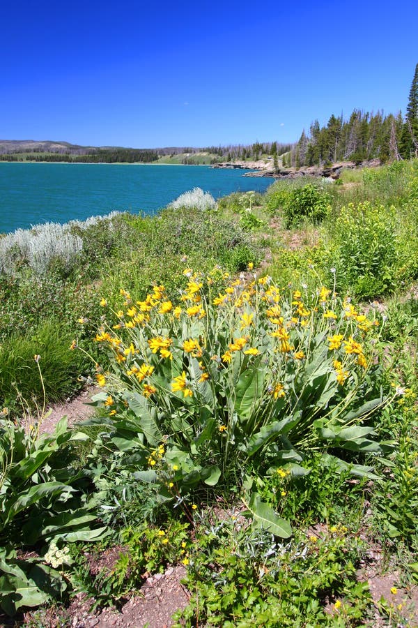 Yellowstone National Park Wildflowers Stock Photo - Image of plant ...