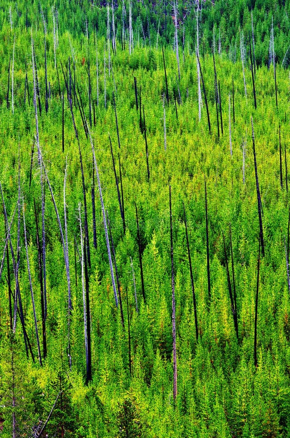 Yellowstone National Park Forest New and Burned Trees Stock Photo ...