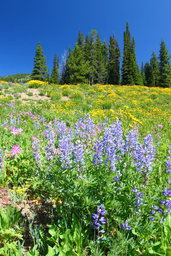 Yellowstone National Park Wildflowers Stock Photo - Image of national ...