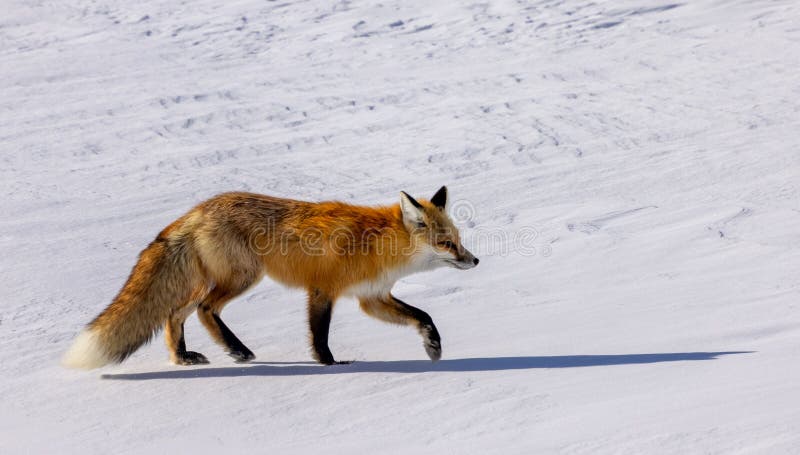 Red Fox Crossing a Snow-covered Field Stock Image - Image of park, cute ...