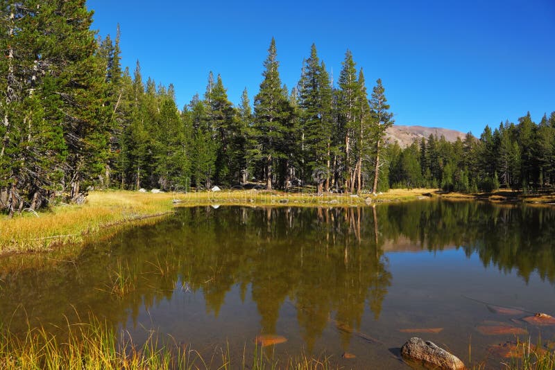 Yellowstone Park in Morning Stock Image - Image of green, season: 16849855